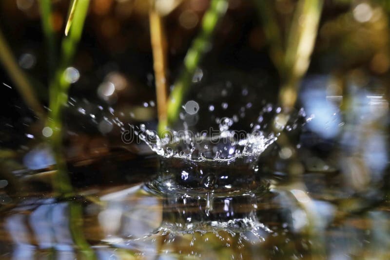 Macro of water droplets stock image. Image of green - 248556879