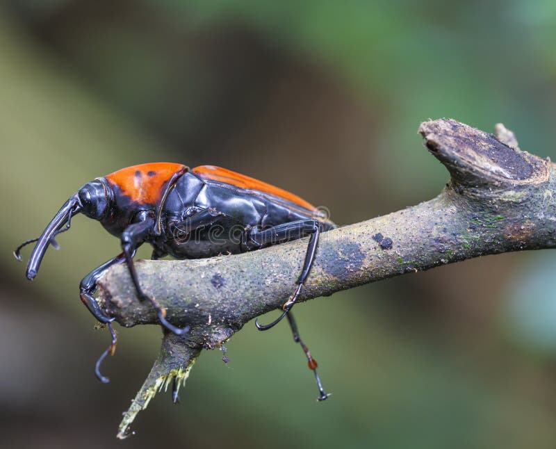 Macro weevil insect stock image. Image of rainforest - 34856645