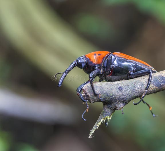 Macro weevil insect stock image. Image of rainforest - 34856645