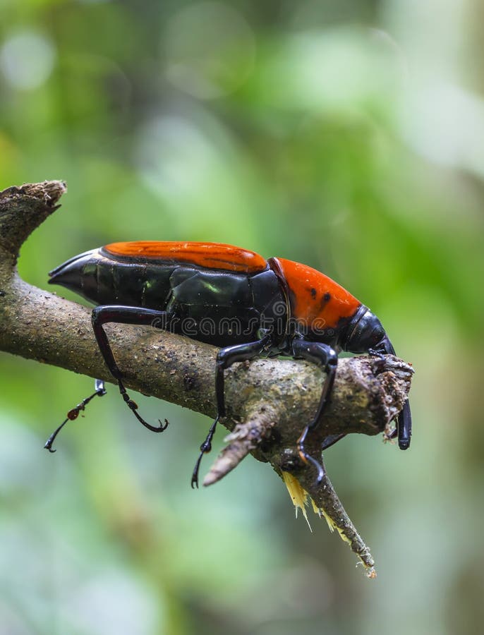 Macro weevil insect stock photo. Image of macro, animals - 34856804