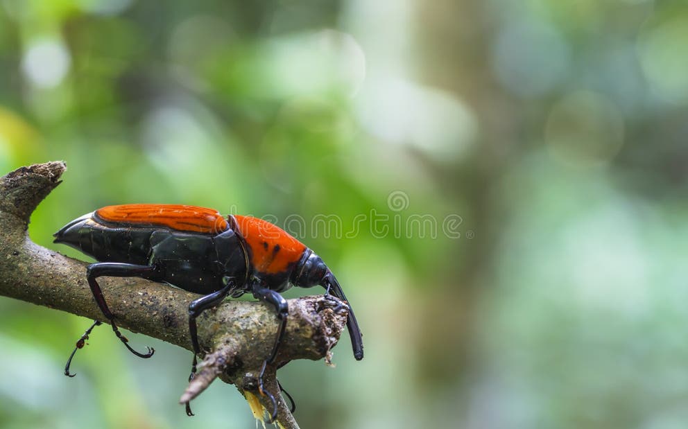 Macro weevil insect stock photo. Image of rainforest - 34856888