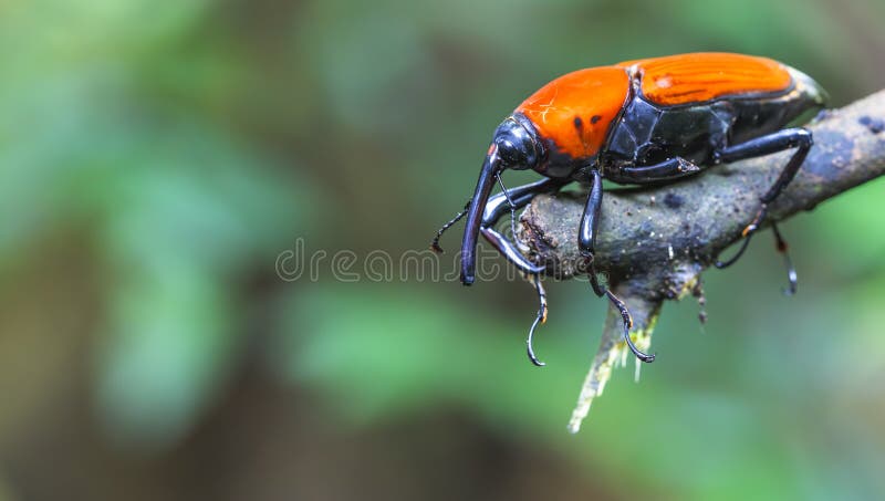 Flying Rain Forest Insect Macro Color Processed Stock Photo - Image of ...