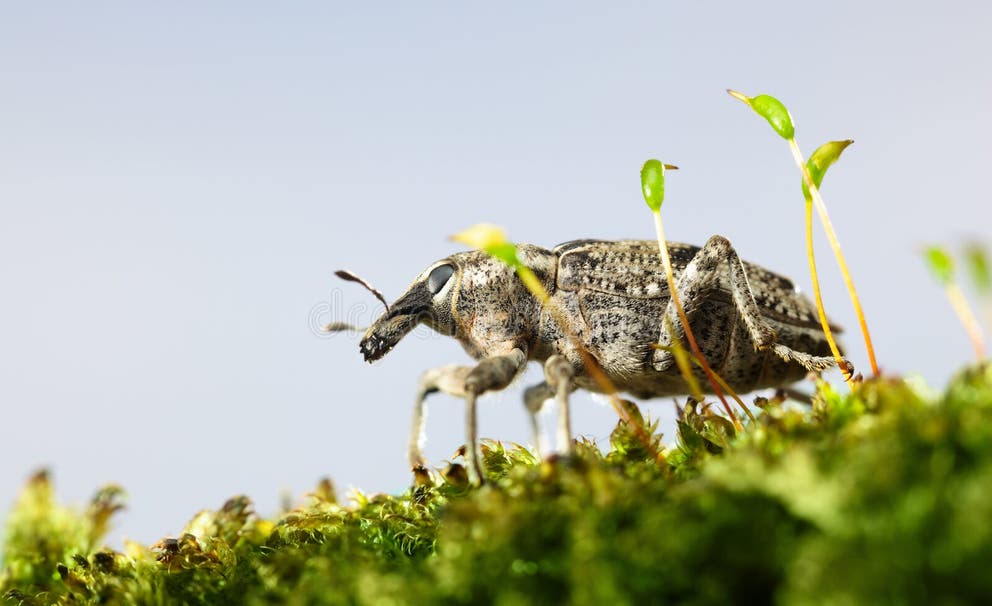 Macro of weevil in moss stock image. Image of detail - 230116111