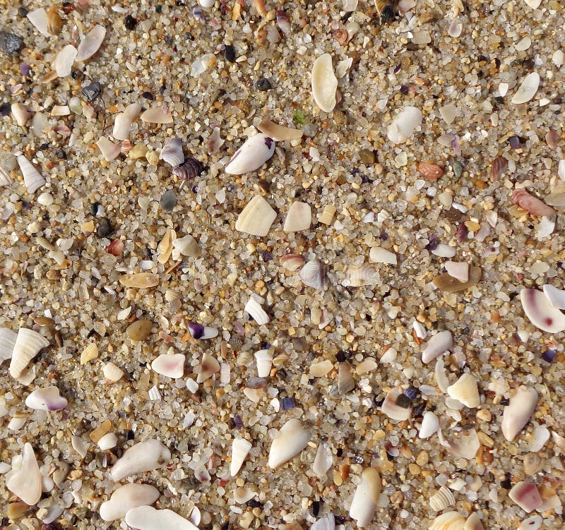 Sea Shell Fragments on the Sand Marine Ecosystems and Marine Life Stock ...