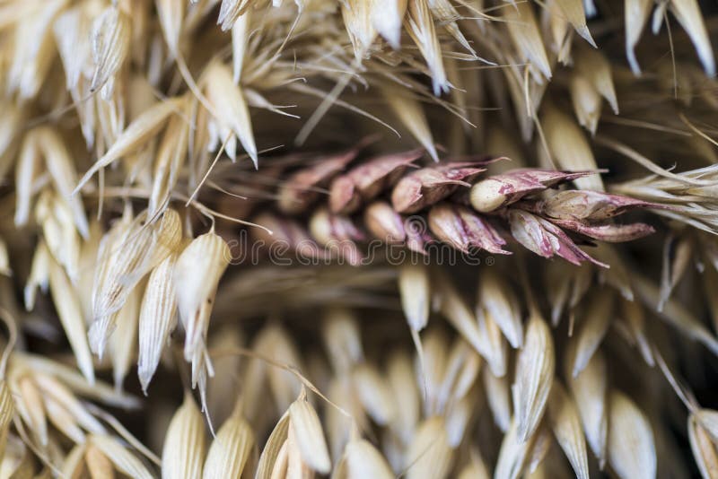 Macro of wheat or grane stock photo. Image of shaped - 107769666