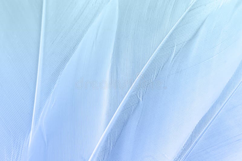 Macro of White Bird Feathers Texture Background. Stock Image - Image of ...