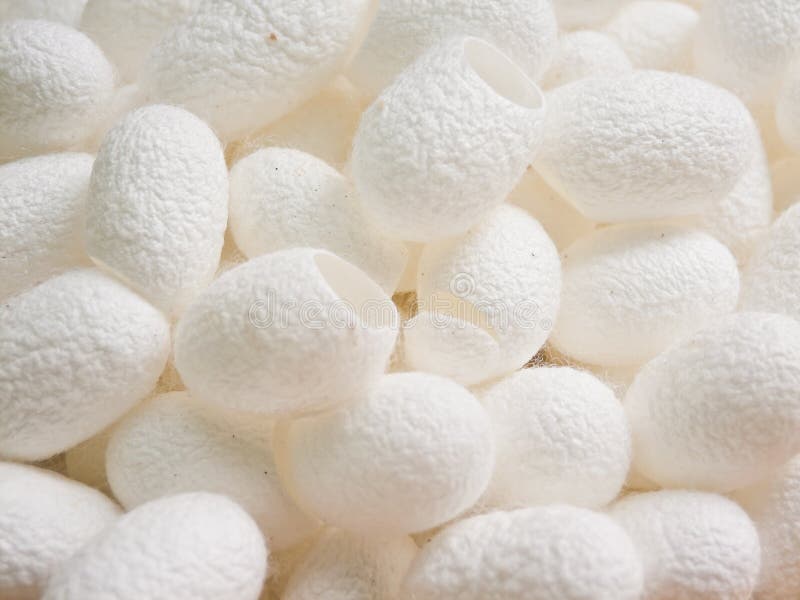 Macro white cocoon. stock photo. Image of color, fabric - 32589096