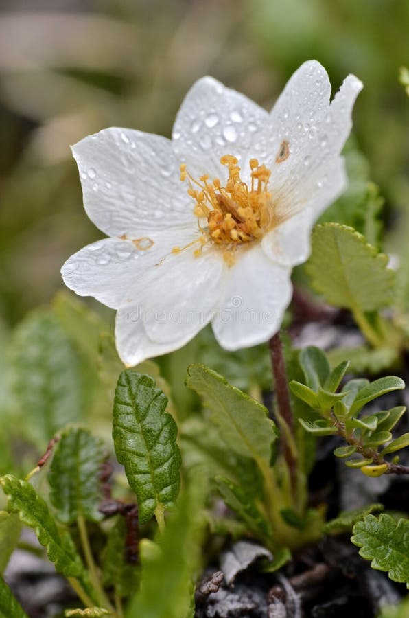 Macro of white Dryas stock photo. Image of savoie, avens - 27786576
