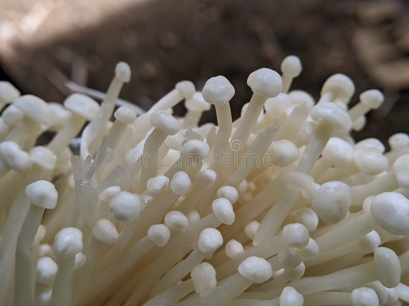 Macro of White Enoki Mushrooms Stock Photo - Image of mushrooms, petal ...