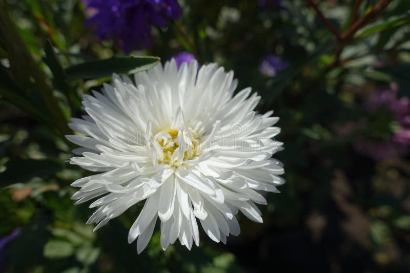 Macro of White Flower of China Aster in September Stock Photo - Image ...