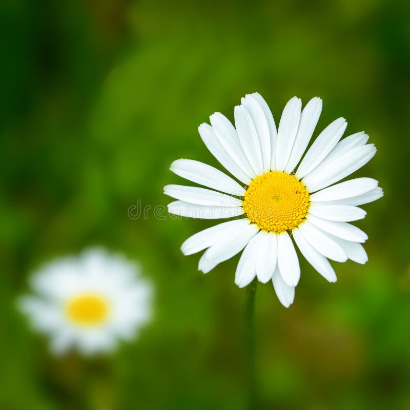 Macro of White Flowering Daisy in Spring, Detail Stock Image - Image of ...