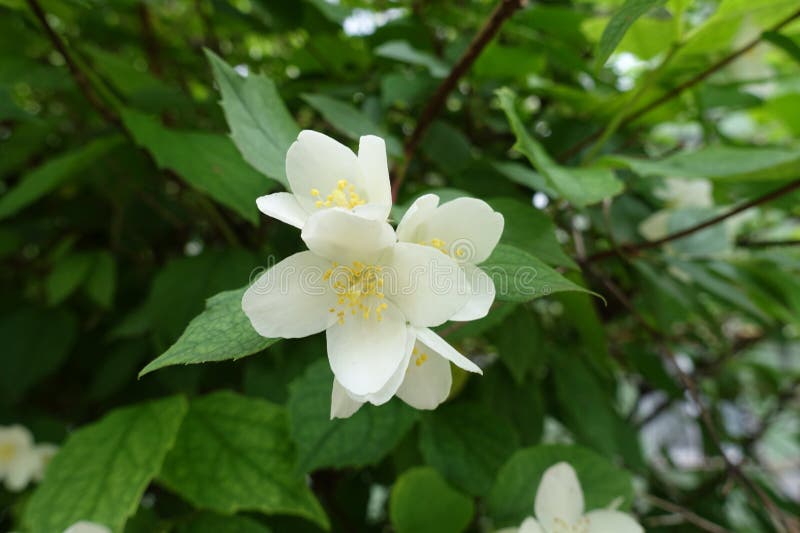 Macro of White Flowers of Philadelphus Coronarius Stock Photo - Image ...