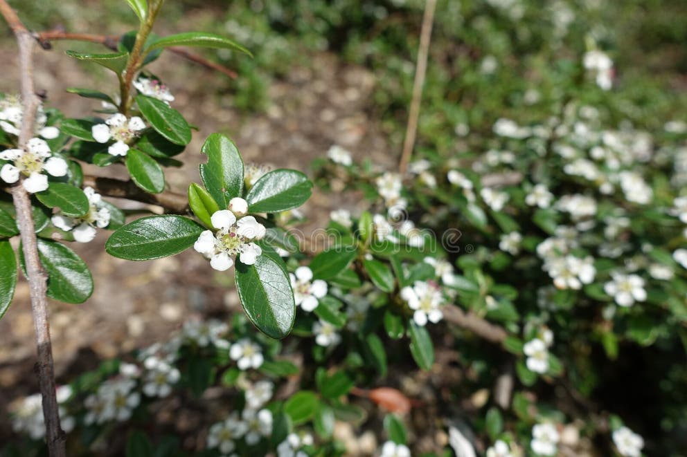 Macro of White Flowers of Rockspray Cotoneaster Stock Photo - Image of ...
