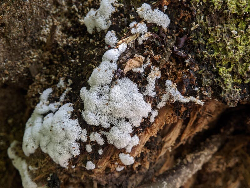 Macro of White Fungus Texture on the Tree Stock Image - Image of tree ...