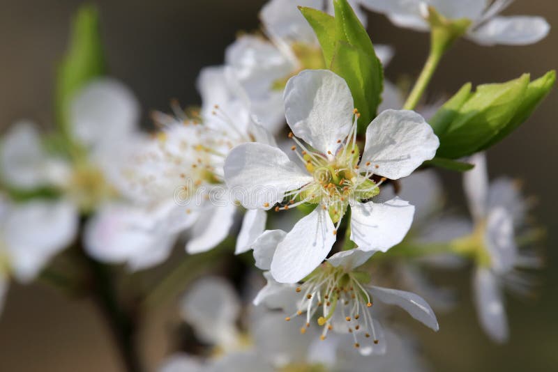 Macro white plums flower stock image. Image of brightly - 40112169