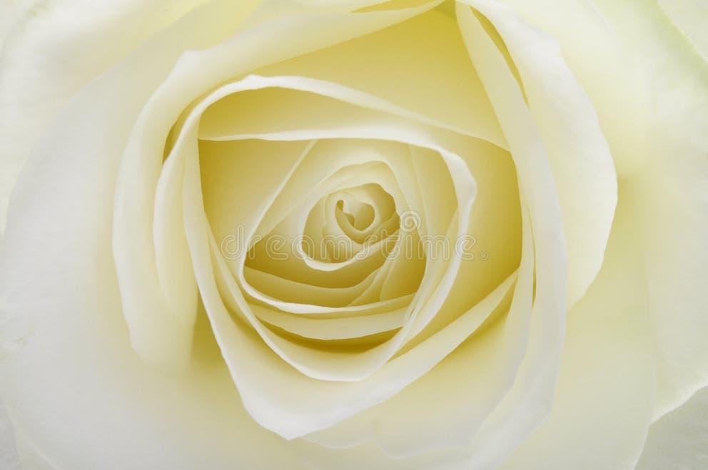 Macro of white rose stock photo. Image of bouquet, flower - 24636842