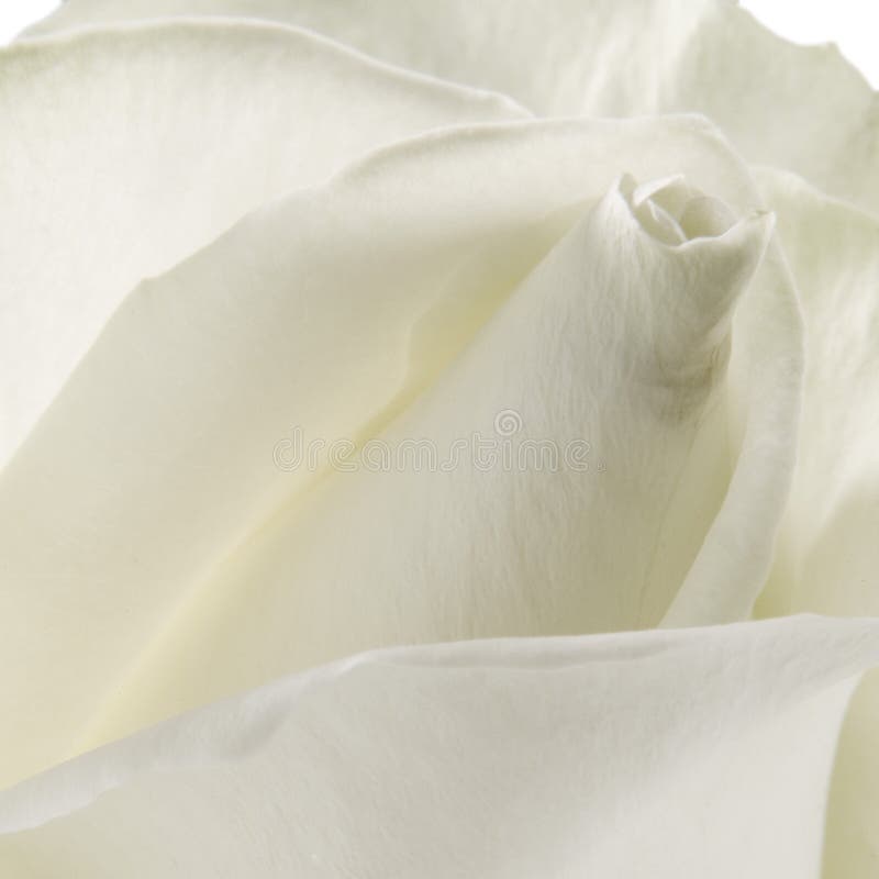 Macro white rose stock photo. Image of macro, detail, highkey - 2911432