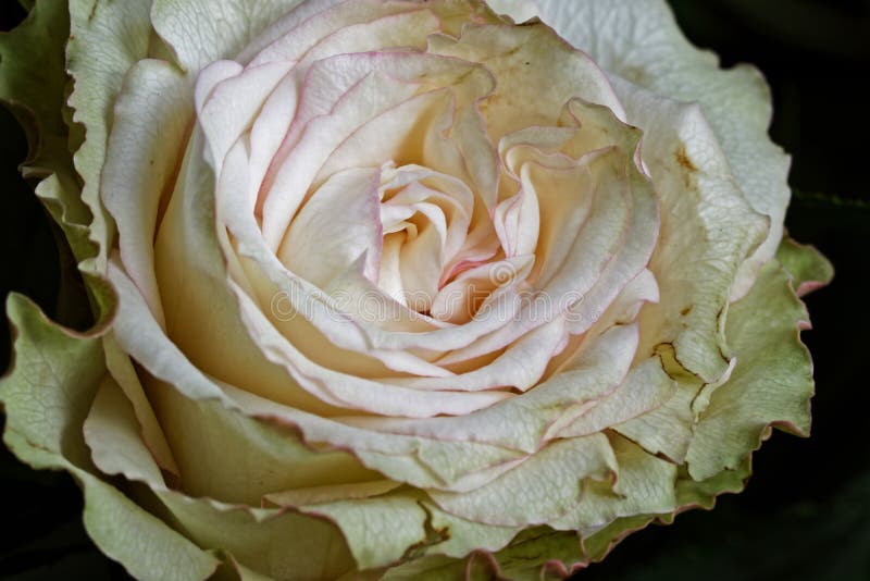 Macro of a White Rose Flower Stock Image - Image of symbol, petal ...