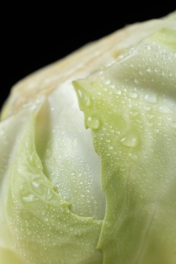Macro Whole Head of Fresh White Cabbage, Drops of Water on the Surface ...
