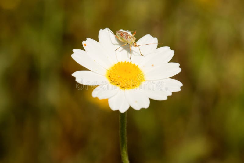 Macro of Wild Daisies in the Field Stock Photo - Image of daisy, flower ...