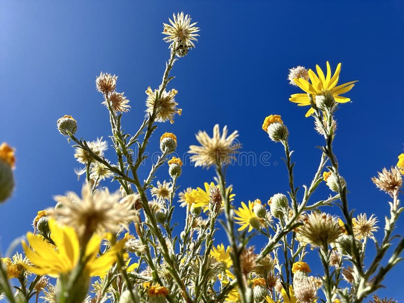 Macro of Wildflowers during Annular Solar Eclipse Stock Photo - Image ...