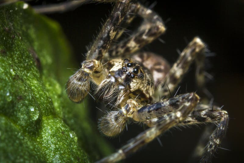 Macro Wolf Spider stock photo. Image of hairy, close - 72309510