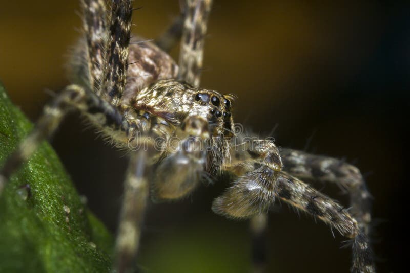 Macro Wolf Spider stock image. Image of scary, closeup - 72309519
