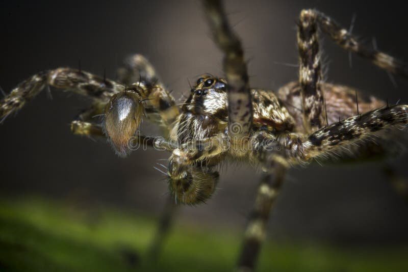 Macro Wolf Spider stock photo. Image of eight, eyes, arachnid - 72310054
