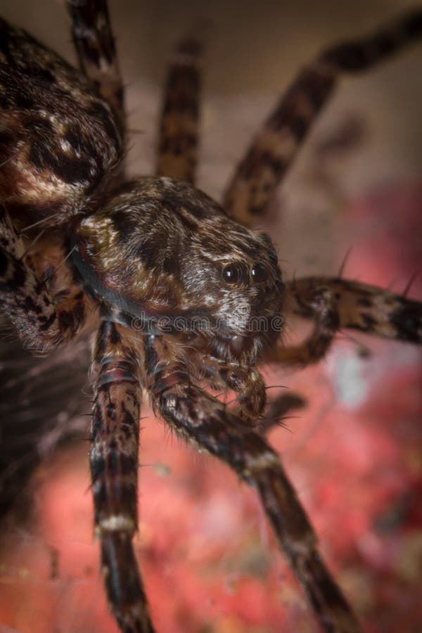 Macro Wolf Spider stock image. Image of predator, hunter - 72309607