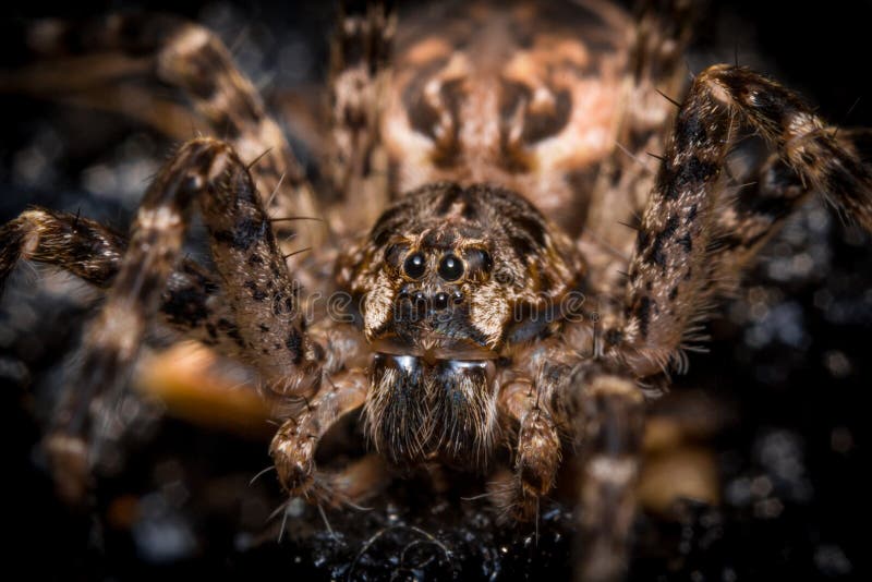 Macro Wolf Spider Molting stock image. Image of green - 236169589