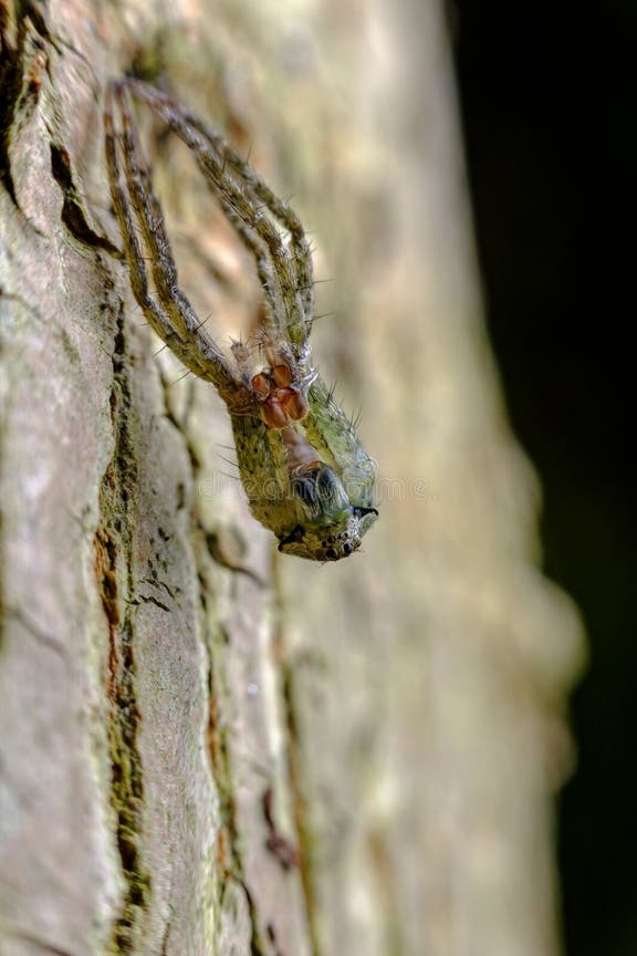Macro Wolf Spider Molting stock image. Image of cuticle - 236169577