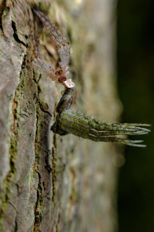 Spider Exuviae Stock Photos - Free & Royalty-Free Stock Photos from ...