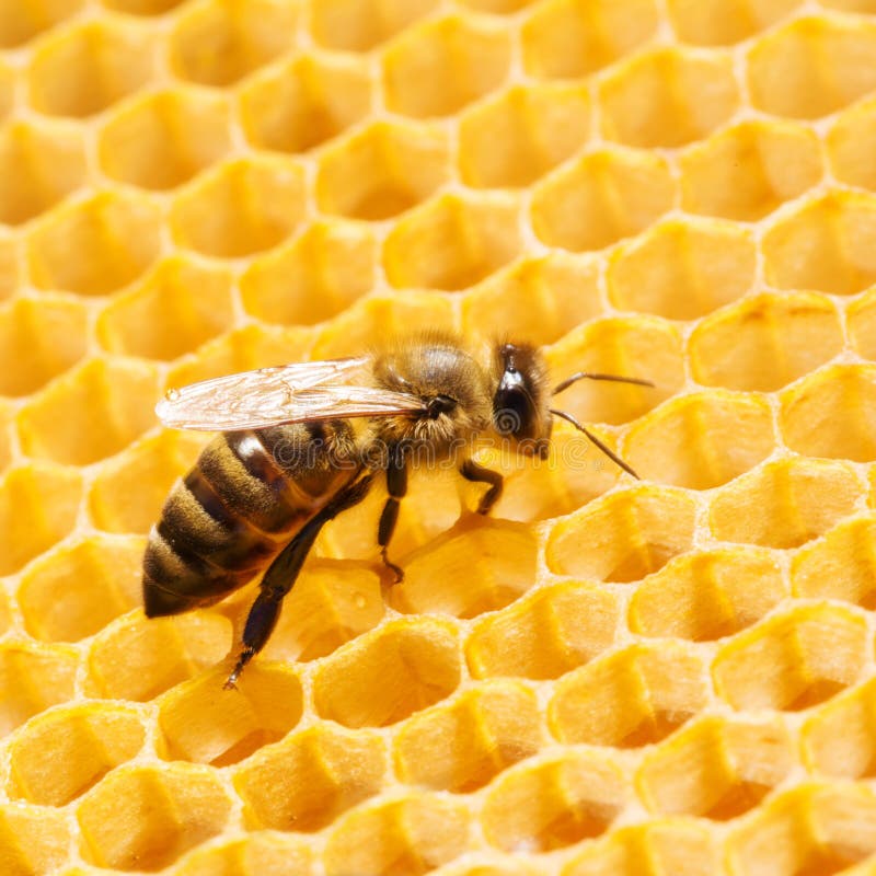 Working bee stock image. Image of healthy, clear, yellow - 97914145