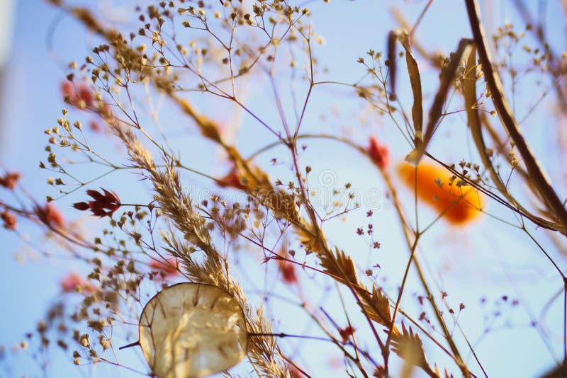 Macro world stock photo. Image of detail, macro, background - 87779452