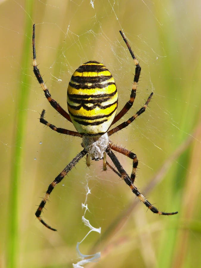 Crusader Spider Striped on a Spider Web in the Grass Stock Image ...
