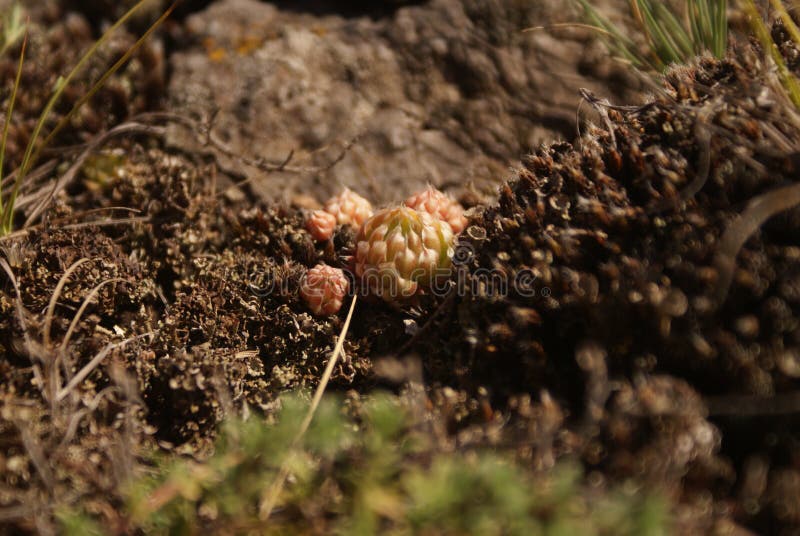 Macro World Hare Cabbage and Moss Stock Image - Image of worldnnature ...