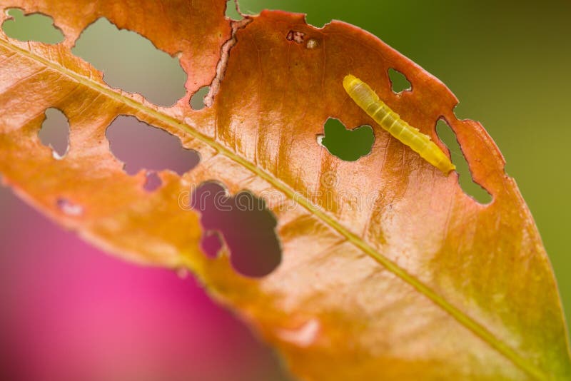 Macro worm eating leaf stock image. Image of colorful - 106593323