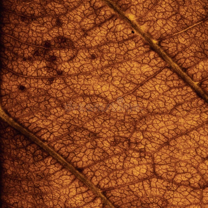 Macro Yellow Brown Leaf Texture and Background Stock Image - Image of ...