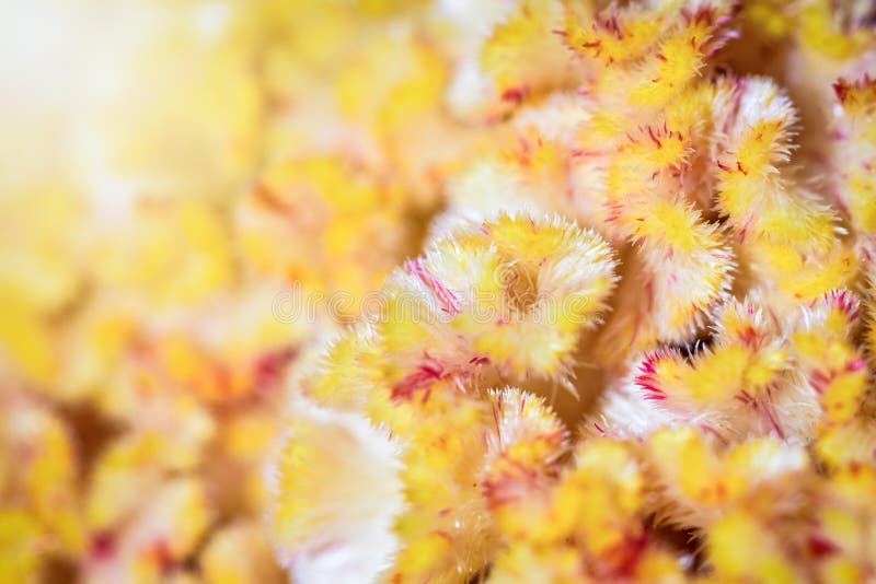 Macro Yellow Cockscomb Flower Stock Image - Image of macro, fresh: 98219663