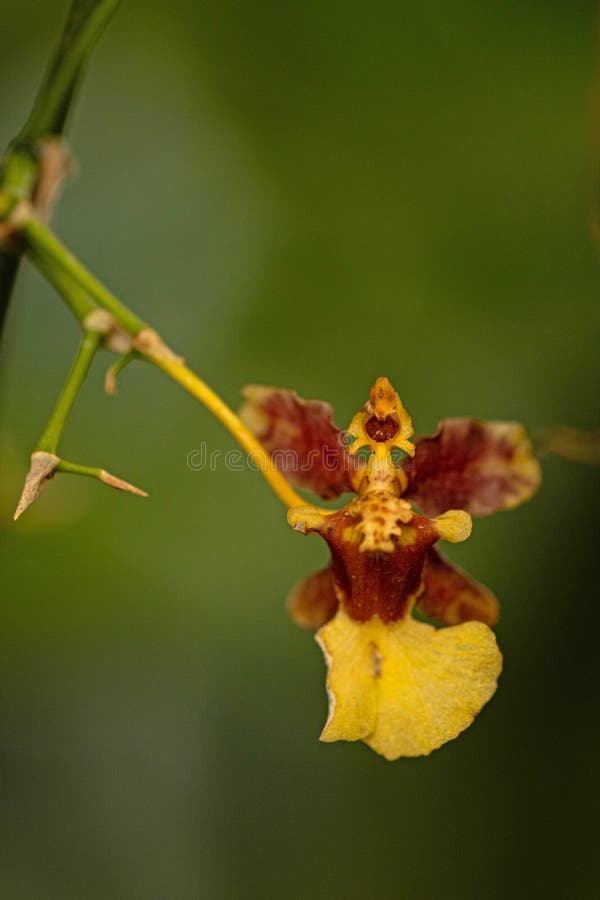 Macro of a Dancing Lady Orchid Flower Stock Image - Image of bright ...