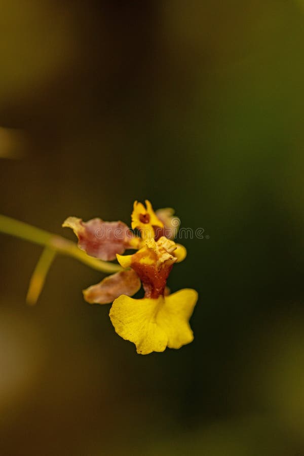 Macro of a Dancing Lady Orchid Flower Stock Image - Image of insect ...