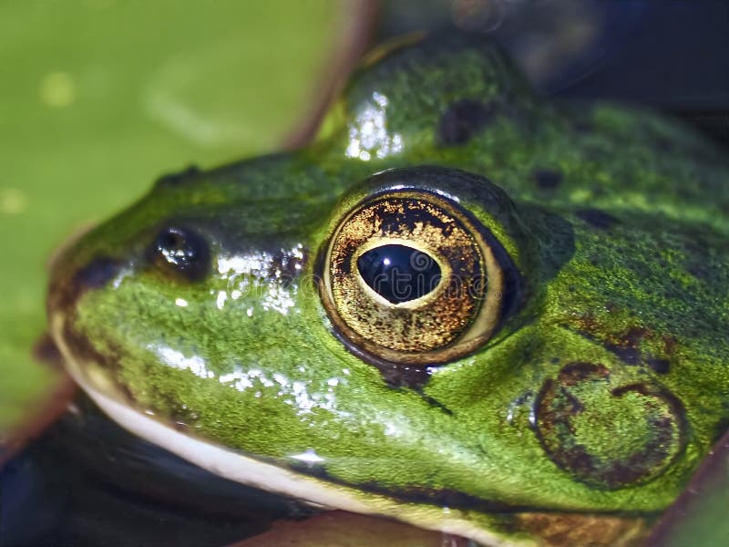 Macro of the Yellow Eyes of a Small Green Water Frog Stock Image ...