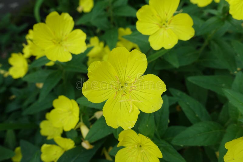Macro of Yellow Flower of Evening Primrose Stock Photo - Image of ...