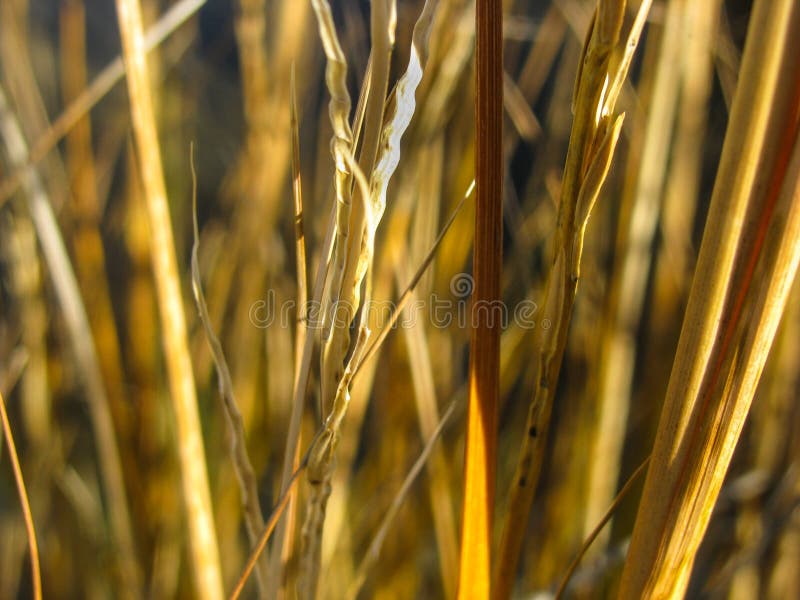 Grass Stalk Picture. Image: 82987707