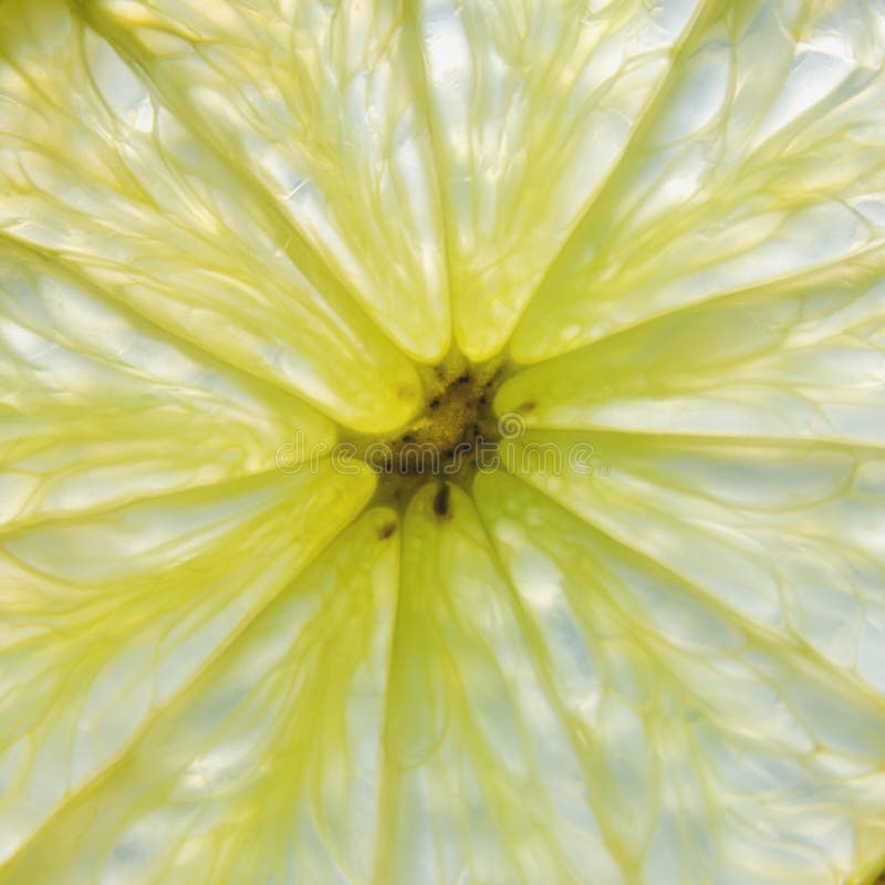 Lemon and Lime Slice and Fresh Citrus Fruit. Stock Image - Image of ...