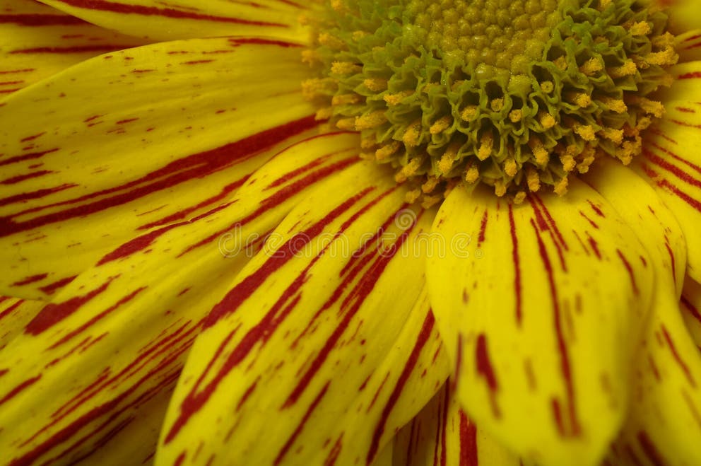 Macro of Yellow and Red Daisy Stock Photo - Image of petals, purple ...