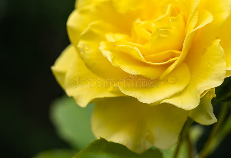 Macro of a Yellow Rose Flower with Raindrops Stock Image - Image of ...
