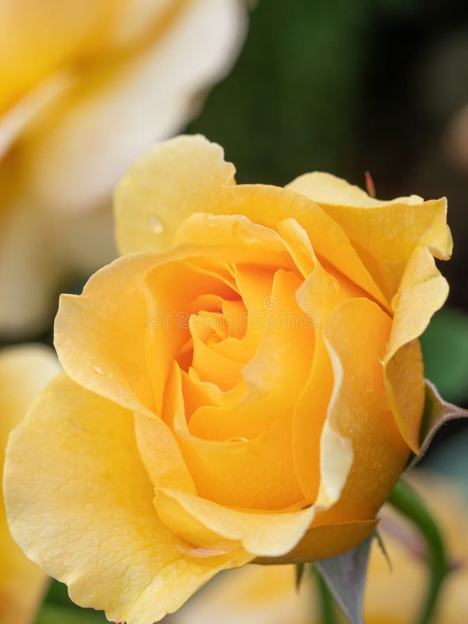 Macro of Yellow Rose Petals Stock Image - Image of botany, details ...