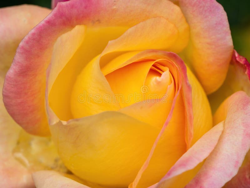 Macro of Yellow Rose Petals Stock Image - Image of floral, passion ...