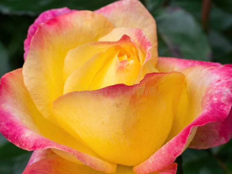 Macro of Yellow Rose Petals Stock Photo - Image of flower, gift: 213684974